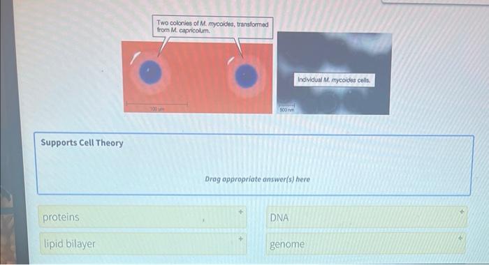 Solved In the newly engineered cell created by the | Chegg.com