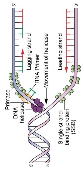 Solved 3' 5' Primase DNA helicase Single-strand- binding | Chegg.com