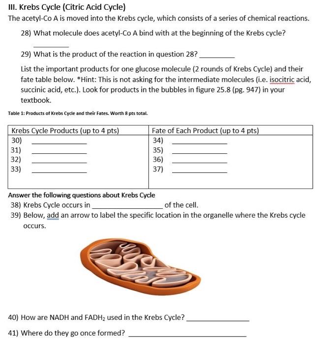 Solved III. Krebs Cycle (Citric Acid Cycle) The acetyl-Co A | Chegg.com