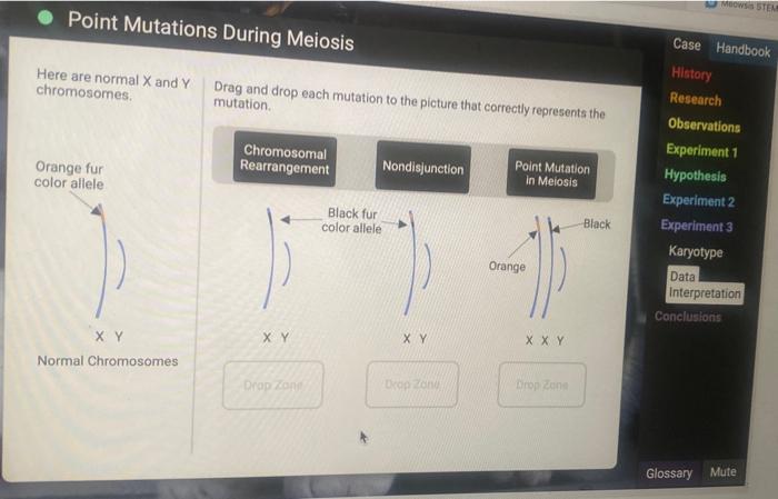 Solved MWSSTEN Point Mutations During Meiosis Case Handbook | Chegg.com