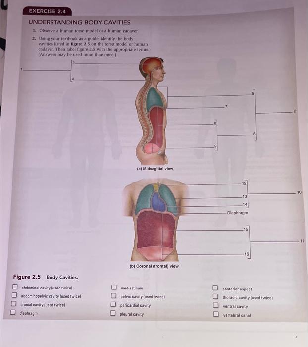 Solved UNDERSTANDING BODY CAVITIES 1. Observe a human torso | Chegg.com