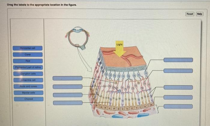 Solved Drag the labels to the appropriate location in the | Chegg.com