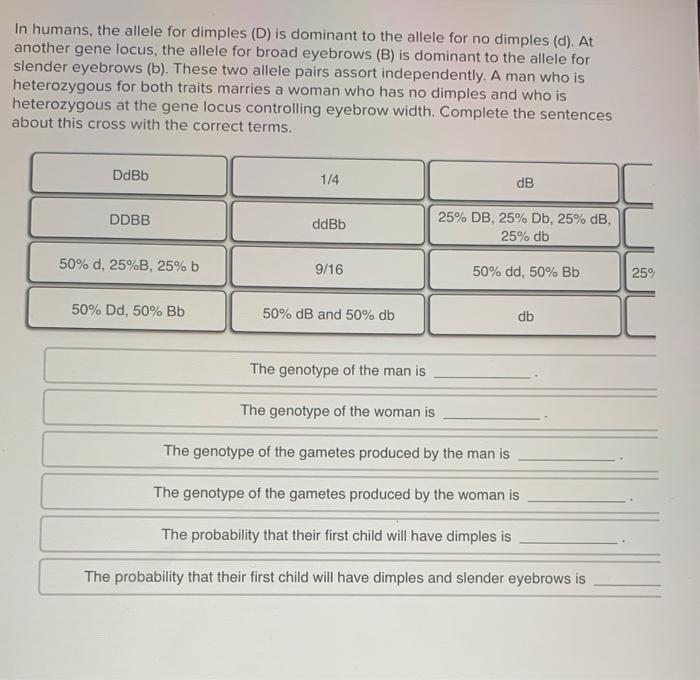 Solved In humans, the allele for dimples (D) is dominant to | Chegg.com