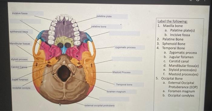 Solved incisive fossa palatine plate palatine bone ROGGE | Chegg.com