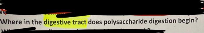 Solved V. Where in the digestive tract does polysaccharide | Chegg.com