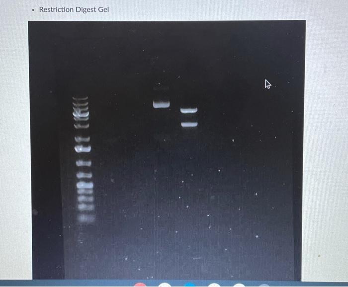 Solved Below is the restriction digest gel.+ Lane 1: | Chegg.com