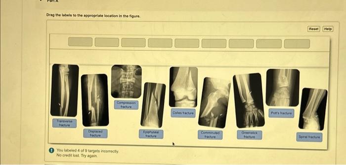 Solved Drag the labels to the appropriate location in the | Chegg.com