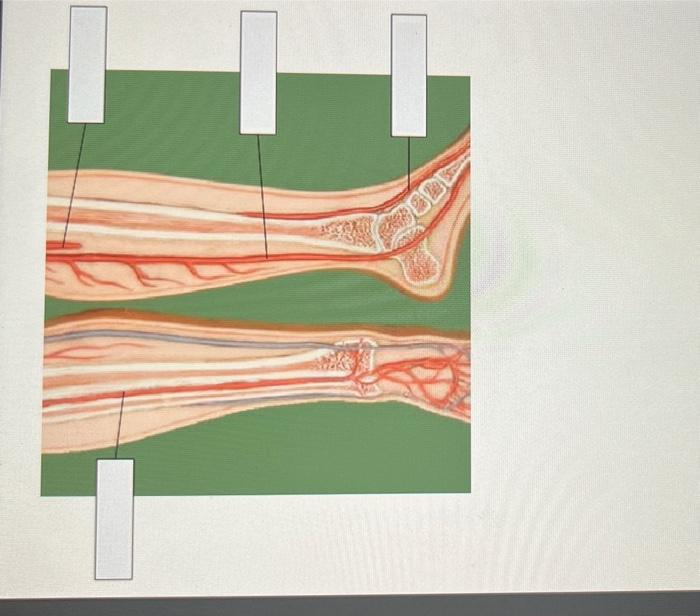 Solved Word Bank Circulatory System Anterior tibial artery | Chegg.com