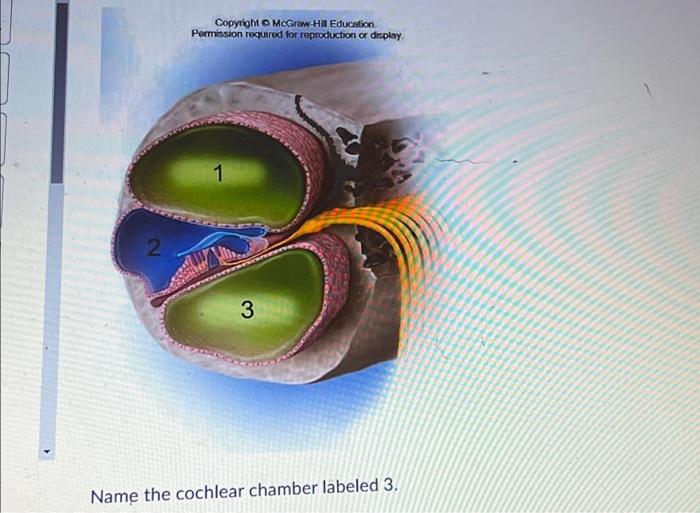 Solved Name the embryonic brain vesicle labeled 5 in this | Chegg.com
