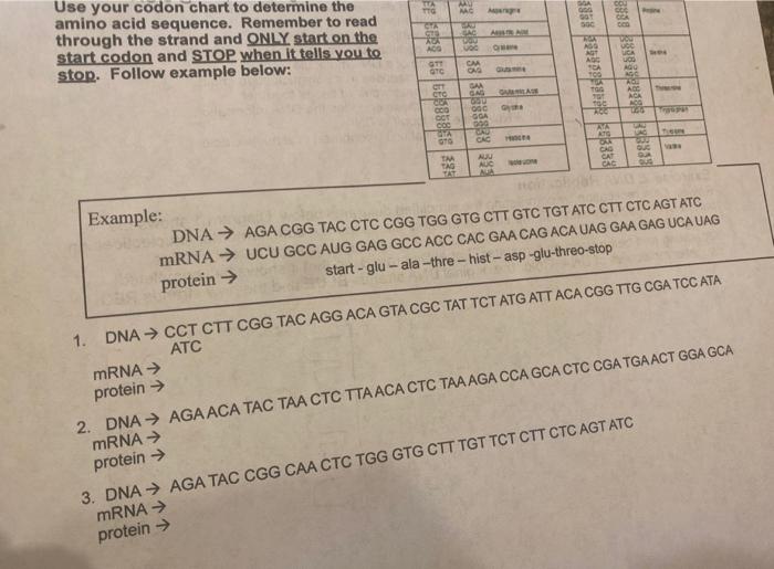 Solved TTG MAC CY AC Use your codon chart to determine the | Chegg.com