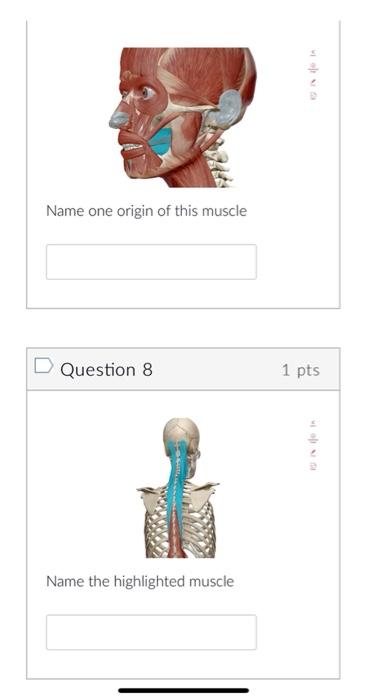 Solved Name one origin of this muscle Question 8 1 pts Name | Chegg.com