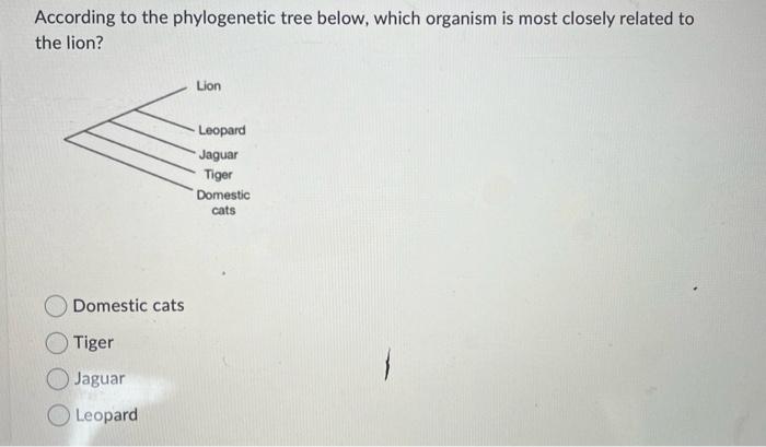Solved According to the phylogenetic tree below, which | Chegg.com