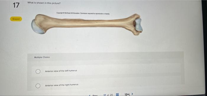 Difference Between Right And Left Humerus