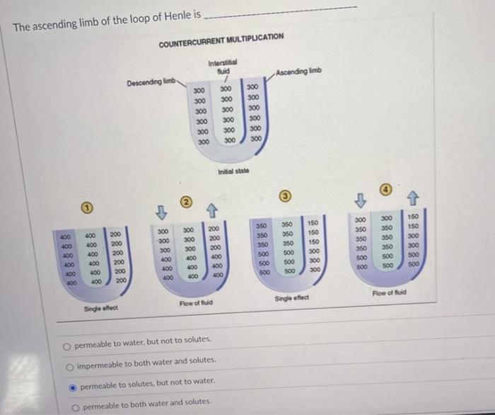The ascending limb of the loop of Henle is permeable | Chegg.com