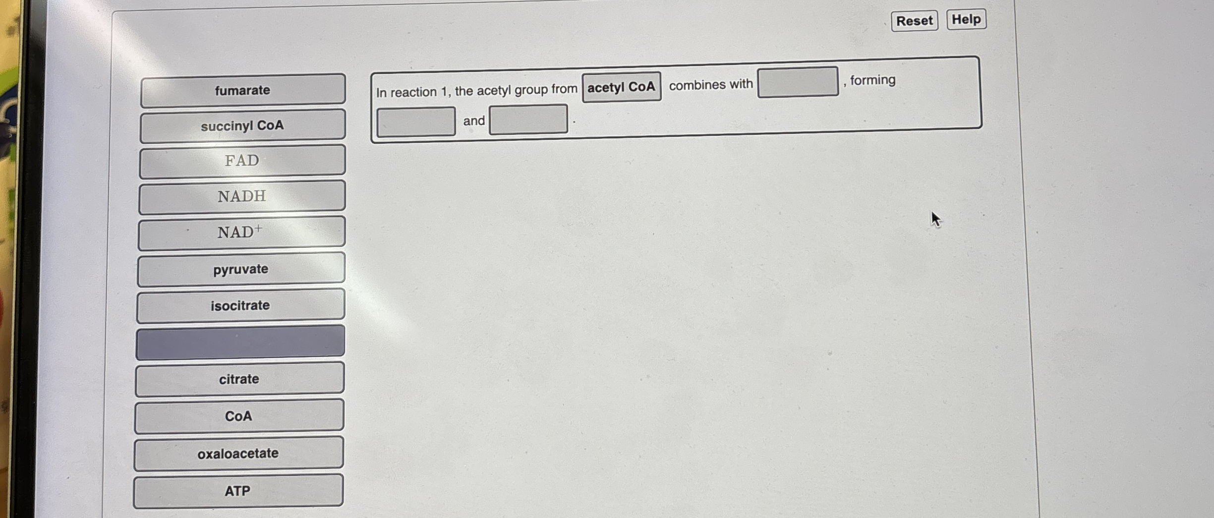 Solved ResetHelpfumarateIn reaction 1, ﻿the acetyl group | Chegg.com