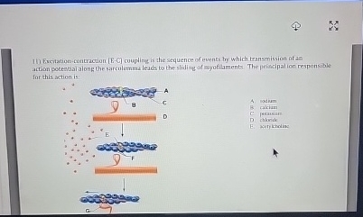 Solved Excitatioe-contraction [E-C] ﻿coupling is the | Chegg.com