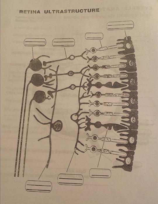 RETINA ULTRASTRUCTURE | Chegg.com