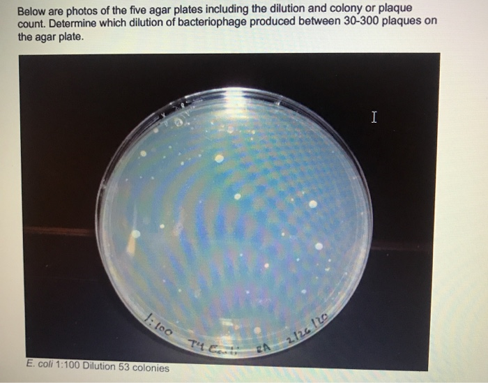 Solved ew No Observe all five of your plates. Determine | Chegg.com