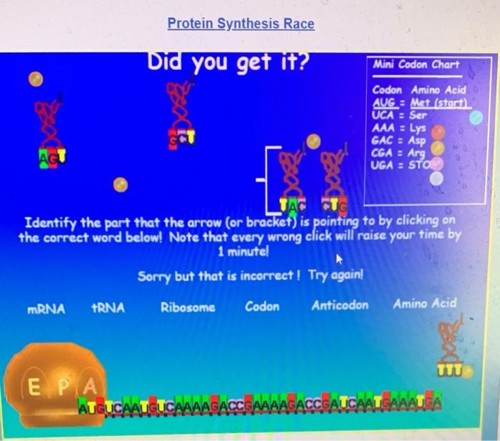 Solved Protein Synthesis Race Did you get it? Mini Codon | Chegg.com