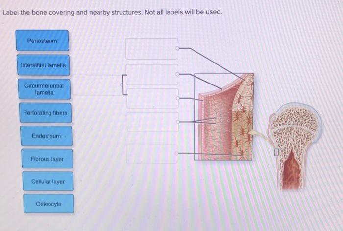 Solved Label the bone covering and nearby structures. Not | Chegg.com