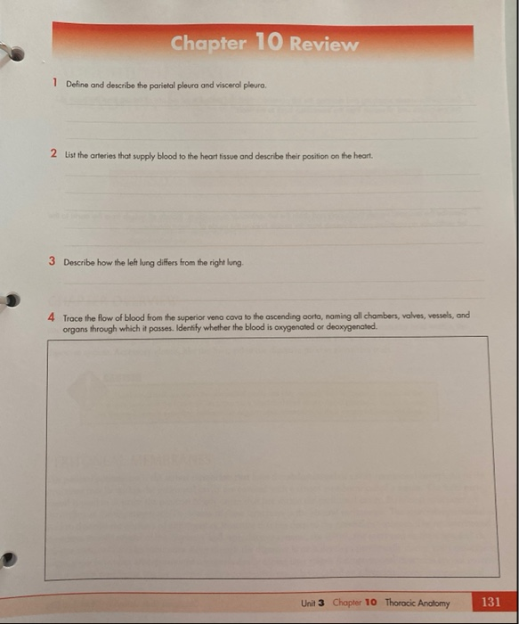 Solved Chapter 10 Review 1 Define and describe the parietal | Chegg.com