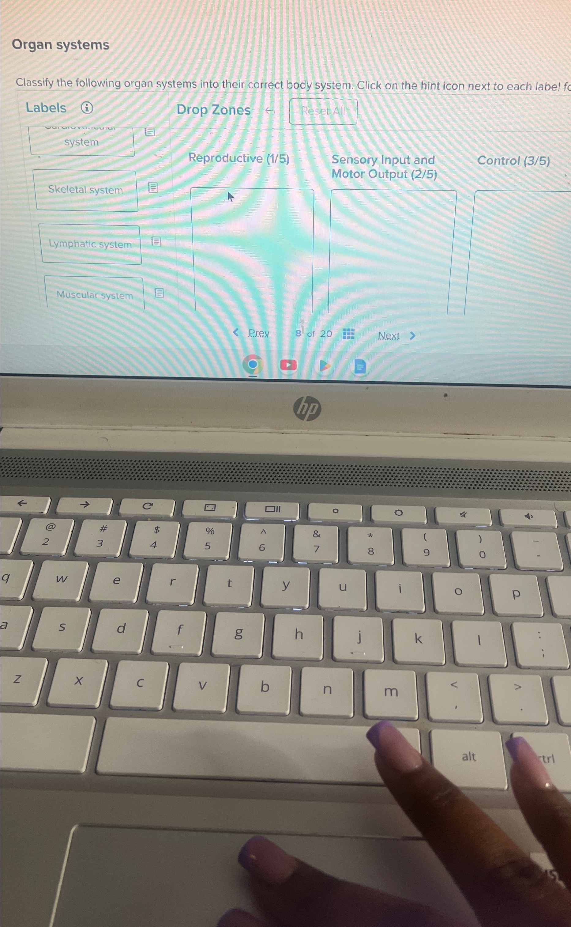 Solved Organ systemsClassify the following organ systems | Chegg.com