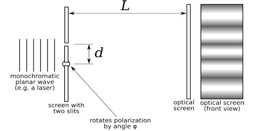 In the two slit experiment the polarization of the | Chegg.com