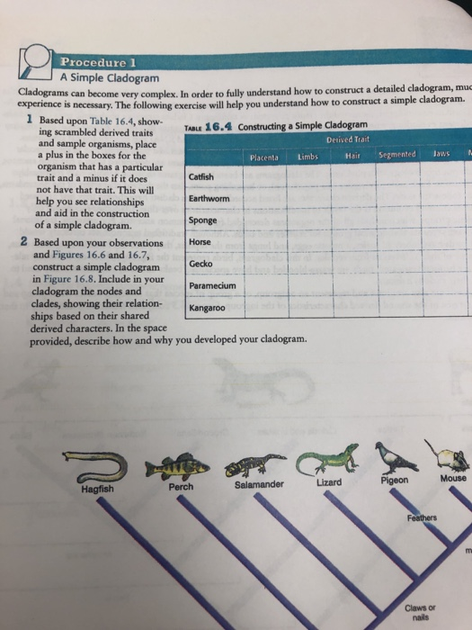 Solved Procedure 1 A Simple Cladogram Ladograms can become | Chegg.com
