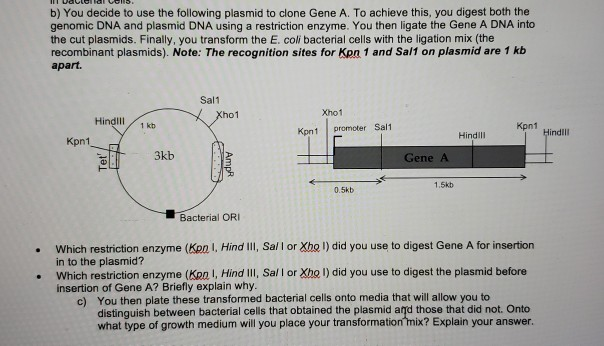 Solved b) You decide to use the following plasmid to clone | Chegg.com
