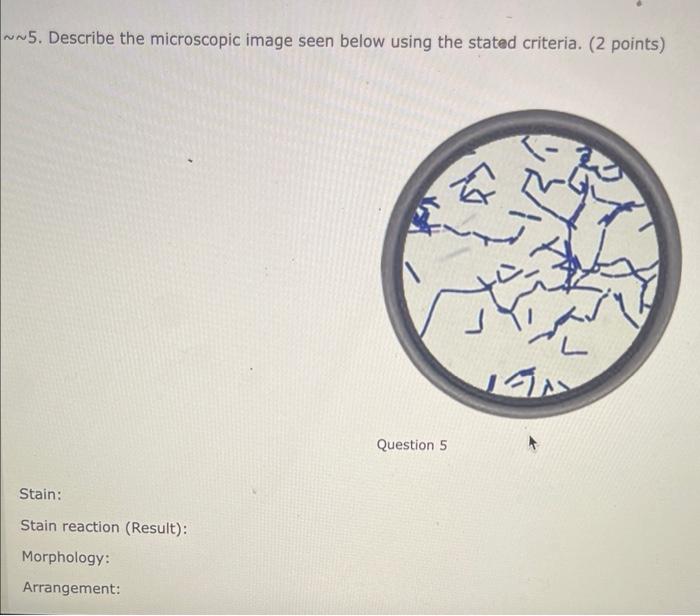 Solved 5. Describe the microscopic image seen below using | Chegg.com