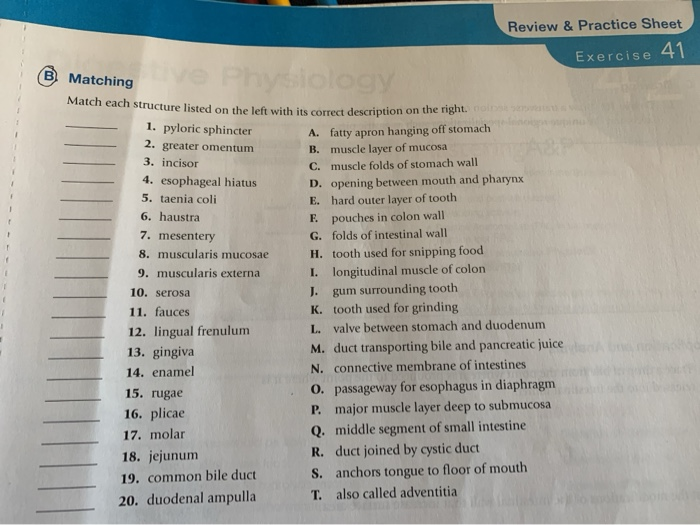 Solved Review & Practice Sheet Exercise 41 B Matching Match | Chegg.com
