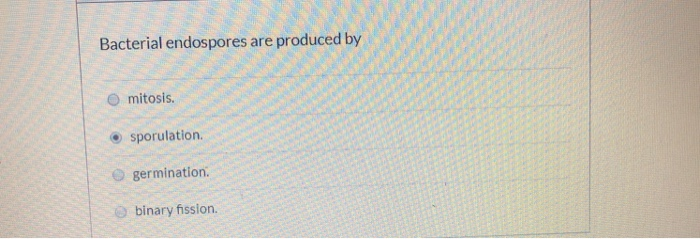 Solved Bacterial endospores are produced by mitosis. • | Chegg.com