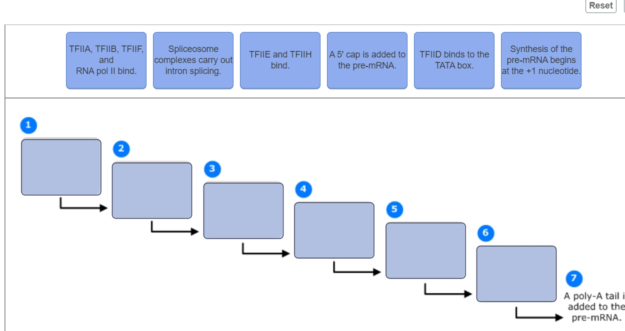 Solved TFIIA, TFIIB, TFIIF,andRNA pol II | Chegg.com