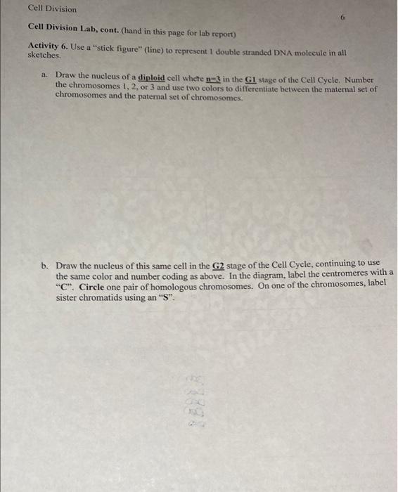 Solved Cell Division Cell Division Lab, cont. (hand in this | Chegg.com