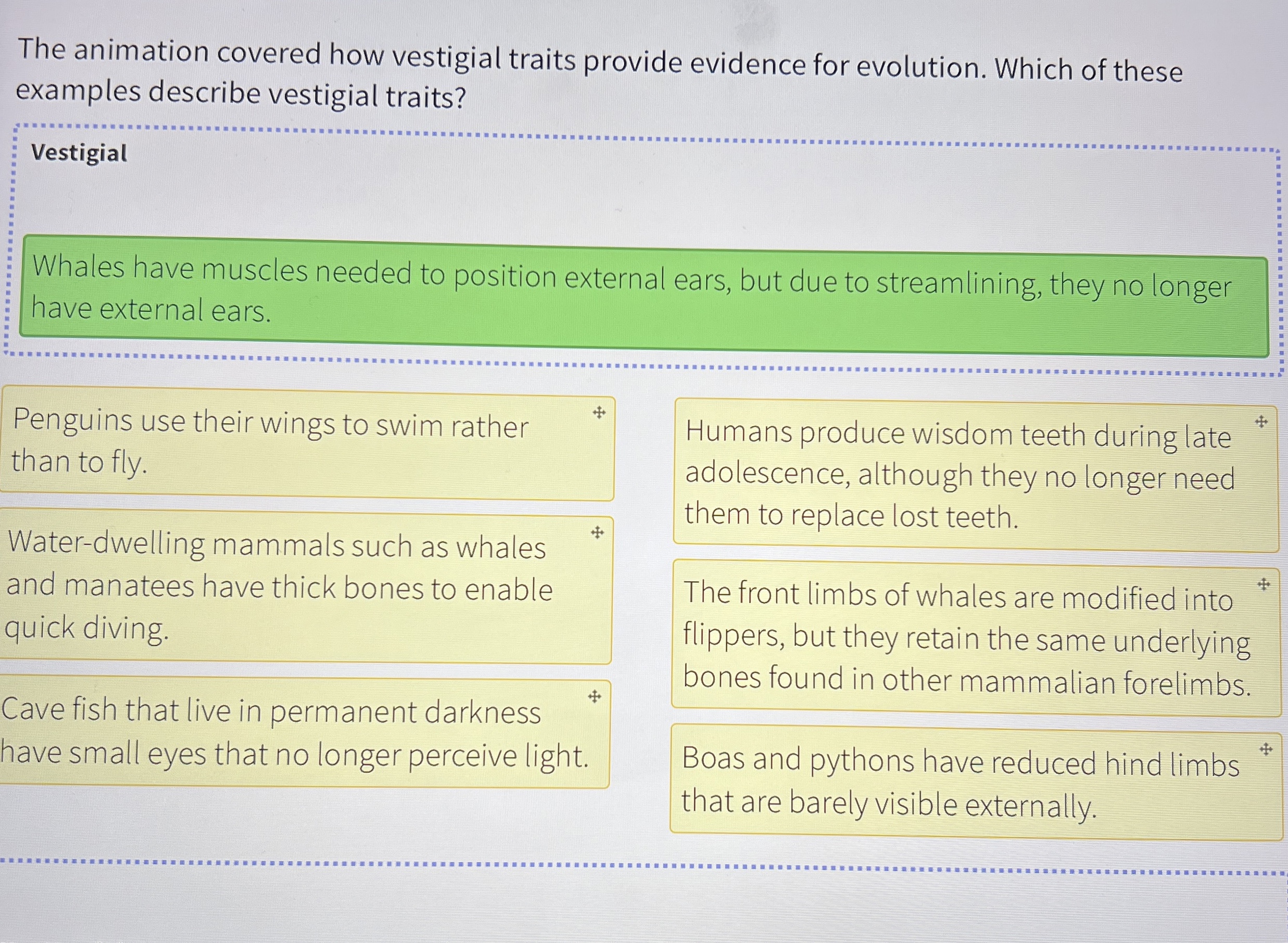 The animation covered how vestigial traits provide | Chegg.com