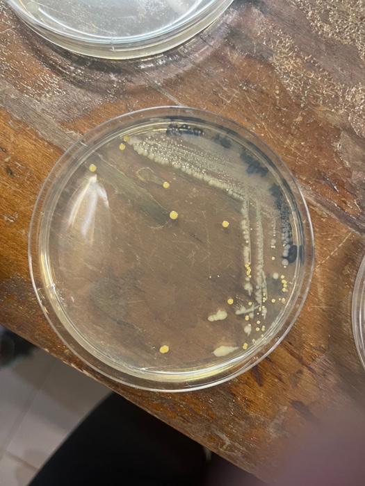 based on the pictures:what colonies were | Chegg.com