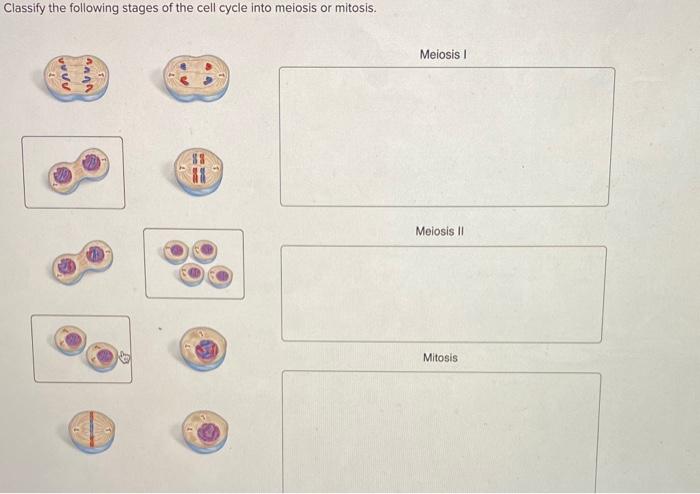 Solved Classify the following stages of the cell cycle into | Chegg.com