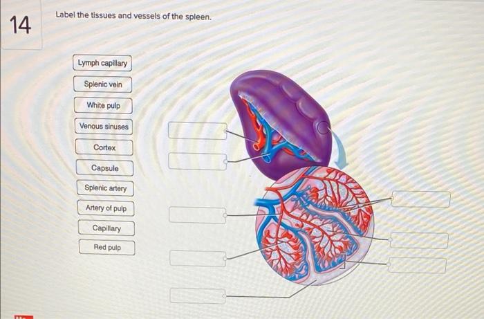 Solved 14 Label the tissues and vessels of the spleen. Lymph | Chegg.com