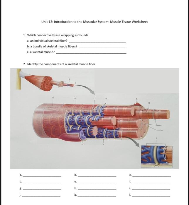Solved Unit 12: Introduction to the Muscular System: Muscle | Chegg.com