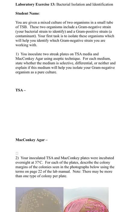 Solved Laboratory Exercise 13: Bacterial Isolation and | Chegg.com