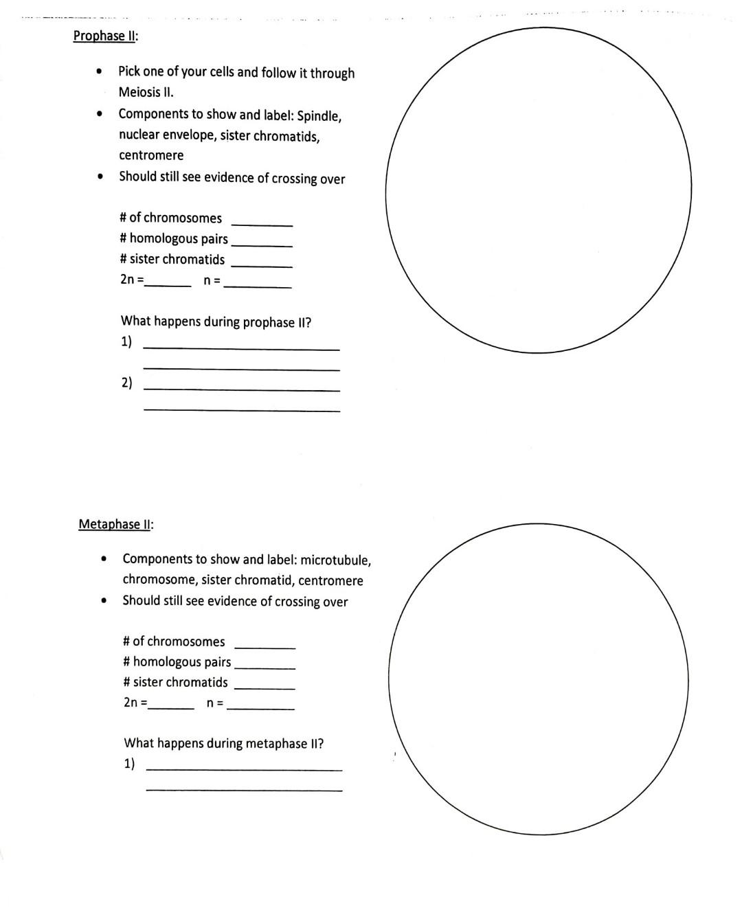 Solved Meiosis Worksheet Illustrate the steps of meiosis | Chegg.com