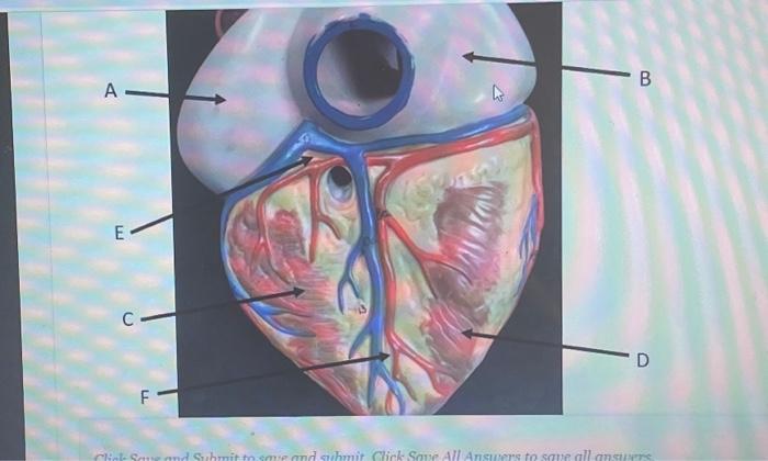 Solved identify the structures below | Chegg.com