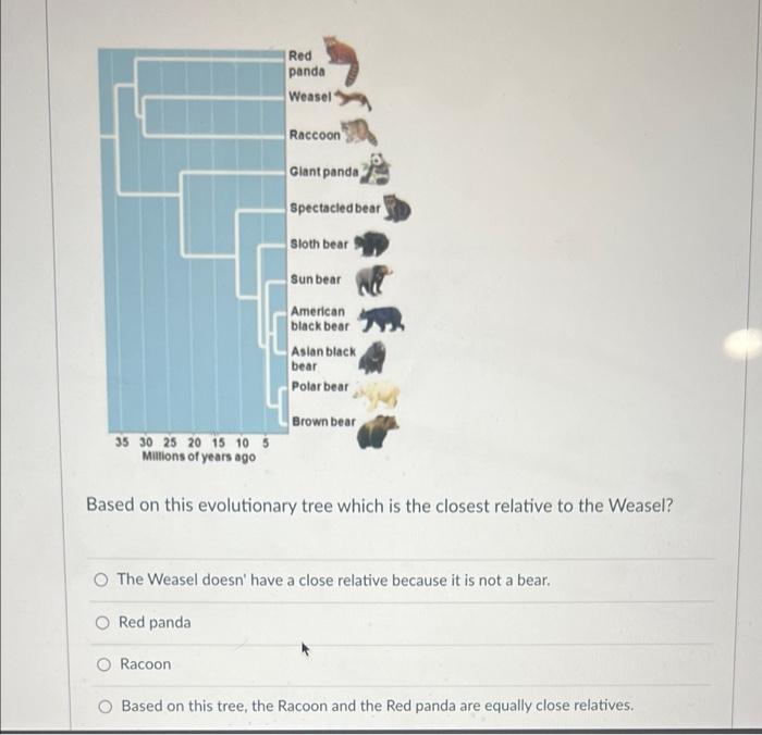 Solved Red panda Weasel Raccoon Clant panda Spectacled bear | Chegg.com