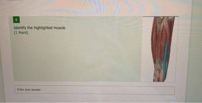 Solved Identify the highlighted muscle (1 Point) Enter your | Chegg.com