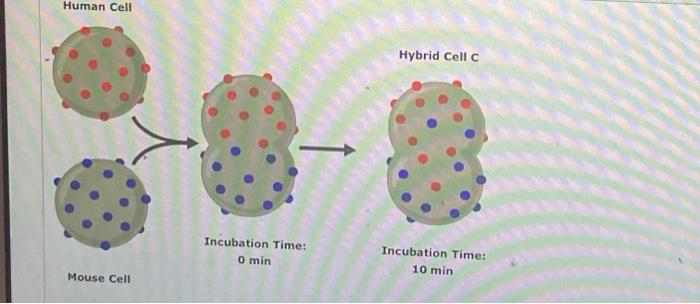 Solved Hybrid Cel A Hybird Cells Hybrid Cell Human Cell | Chegg.com