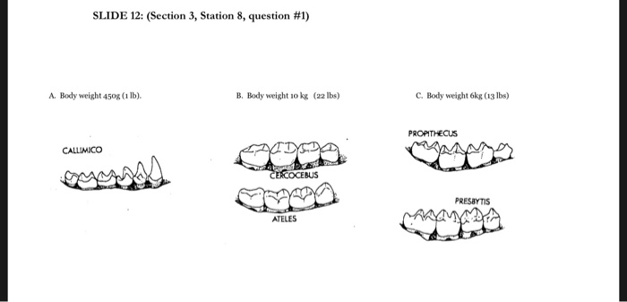 Solved Station 9. Dietary Adaptations 14 The development of | Chegg.com