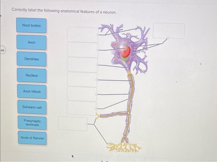 [Solved]: :49 Correctly label the following anatomical feat