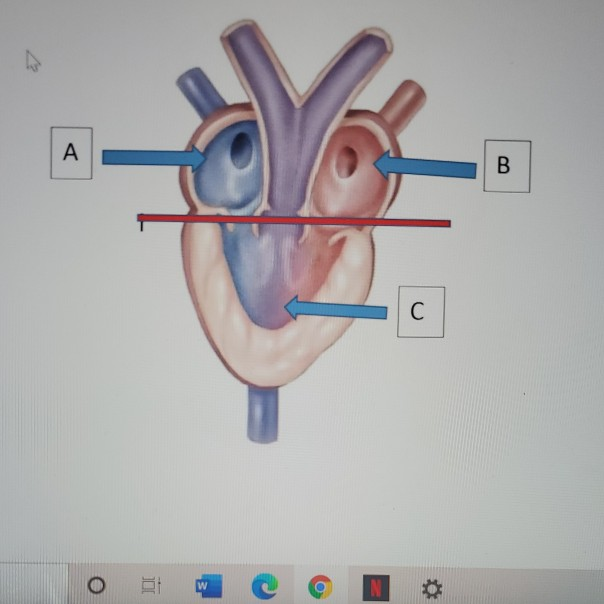 Solved 1 2 Refer To The Diagram Above Of A Frog Heart Chegg