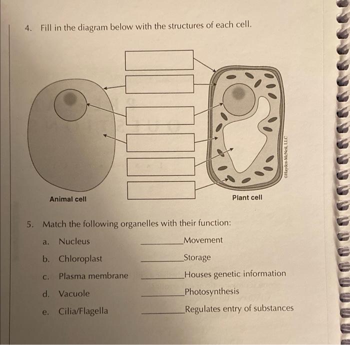 Solved 4. Fill in the diagram below with the structures of | Chegg.com