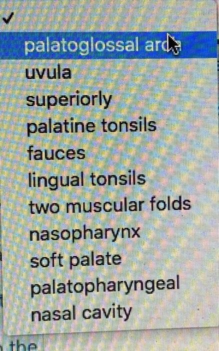 Solved The uvula Hanging from the free border of the • is a | Chegg.com